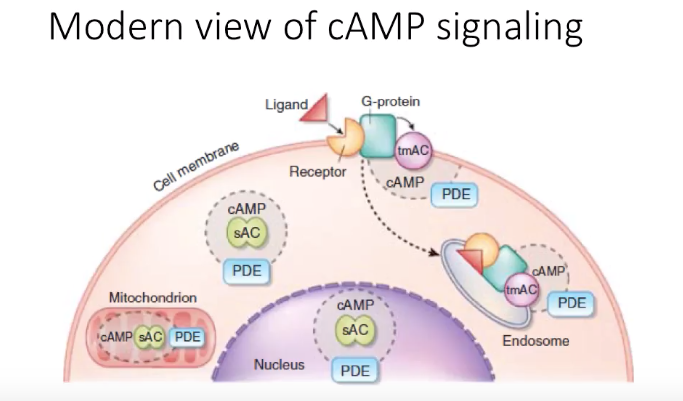 Targeting cAMP Signaling for the Treatment of Inflammatory Diseases of ...